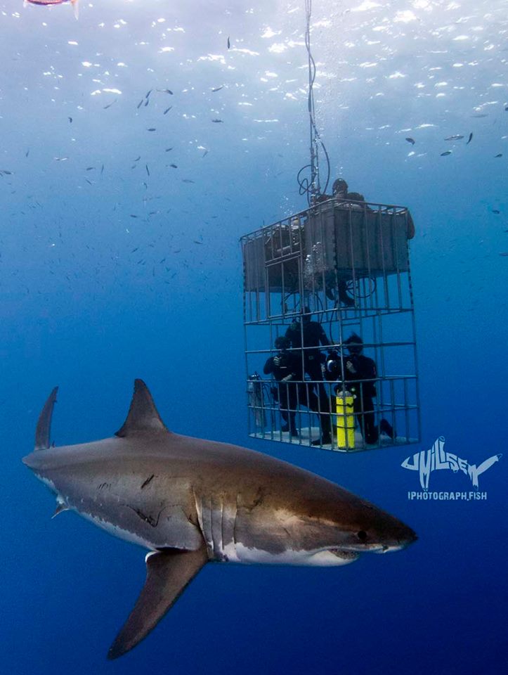 Swimming with Great White Sharks | Experiences You Should Have