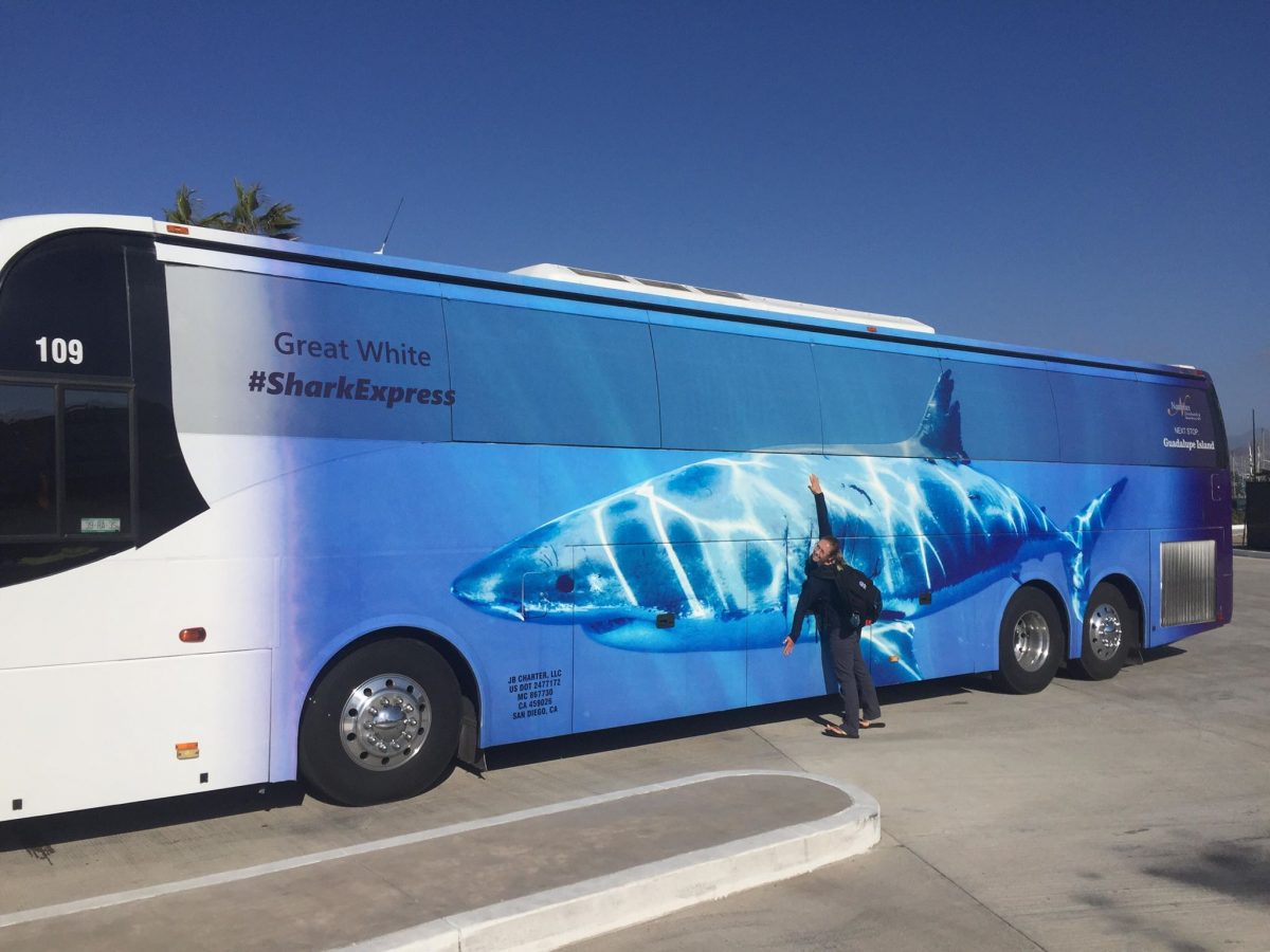 Swimming with Great White Sharks | Experiences You Should Have